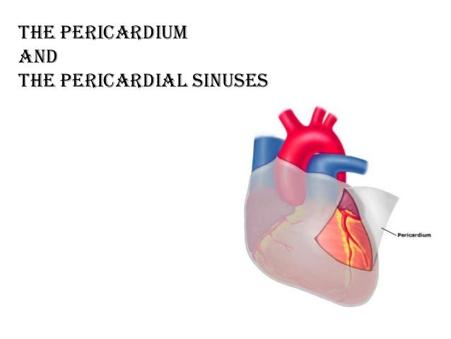 Pericardium