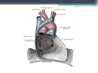 Anatomy of Pericardium | PPTX