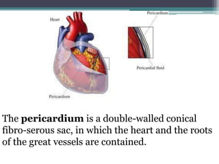 Anatomy of Pericardium | PPTX