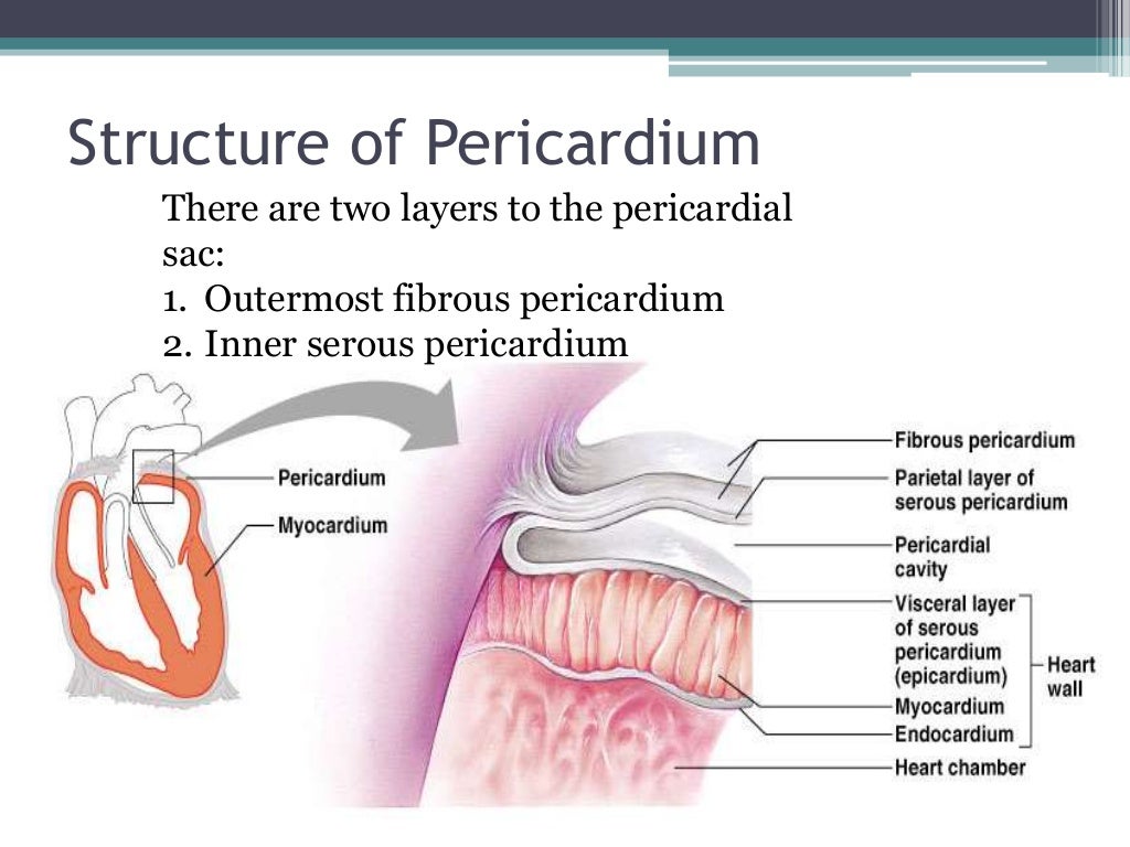 Anatomy of Pericardium