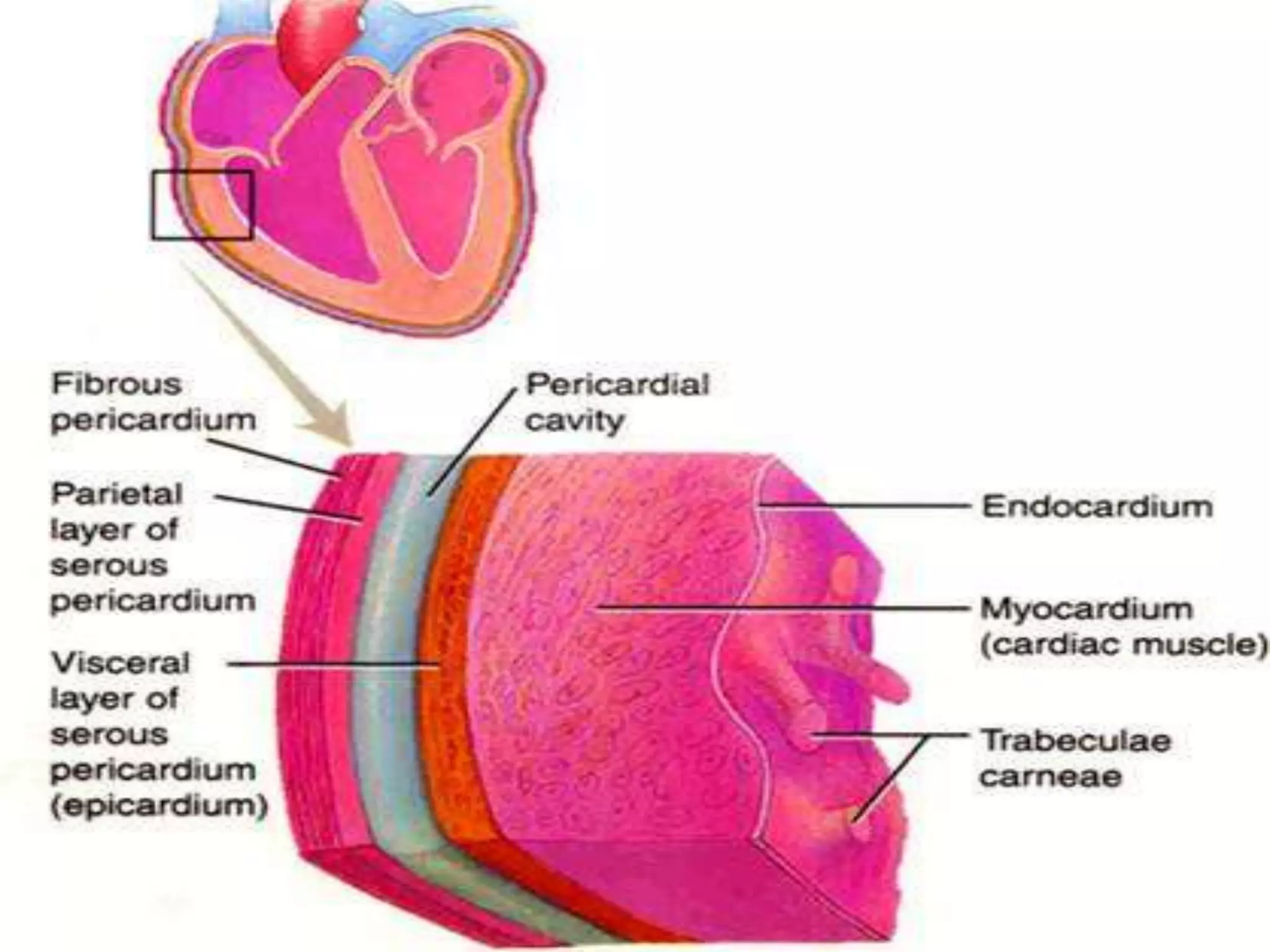 Pericardium | PPTX