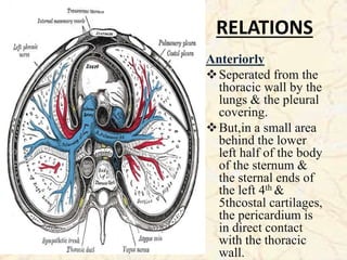 Pericardium | PPT