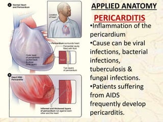 Pericardium | PPTX