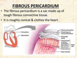 Pericardium | PPTX