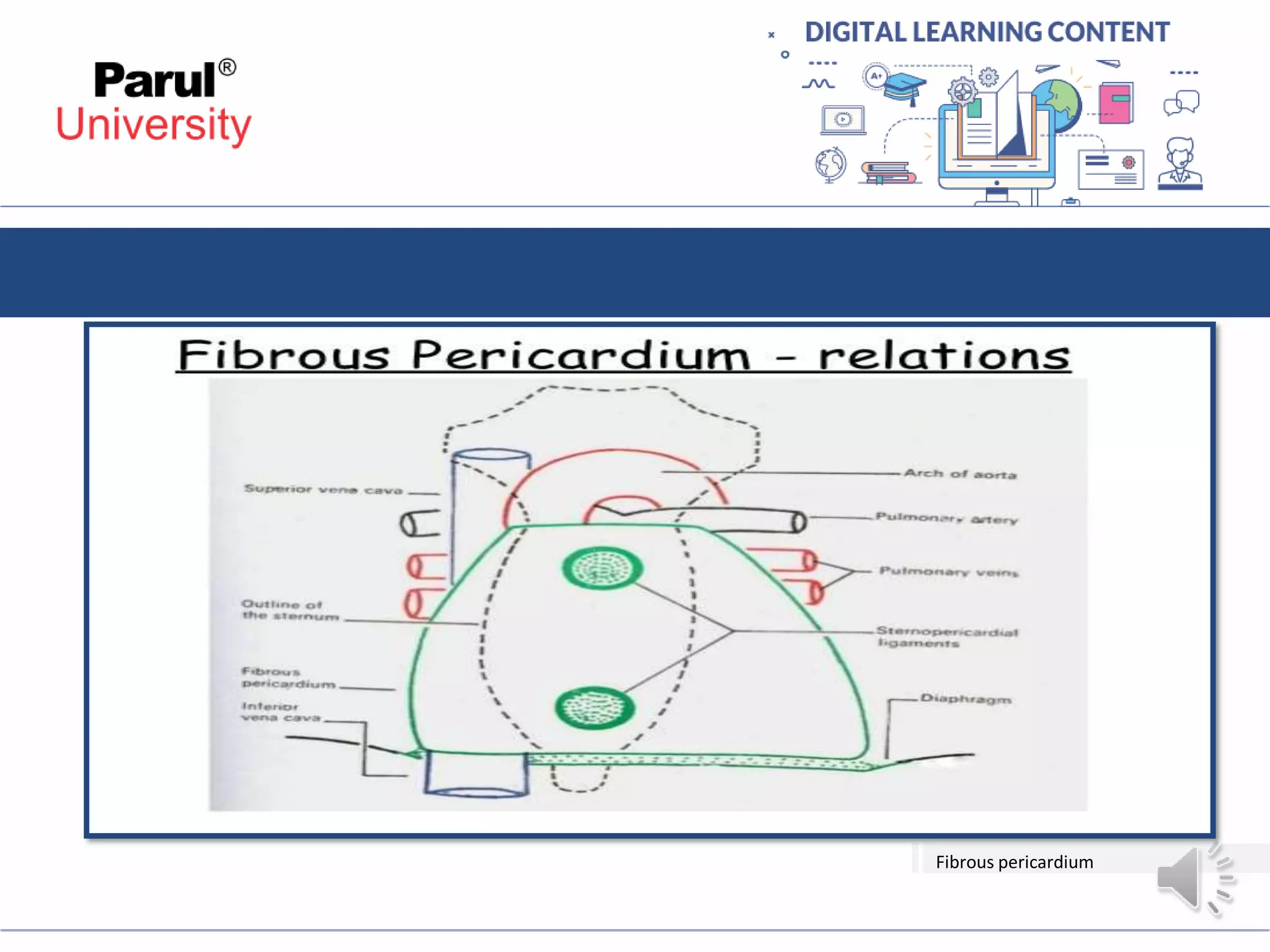 Pericardium | PDF