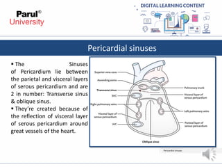 Pericardium | PDF