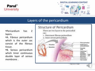 Pericardium | PDF