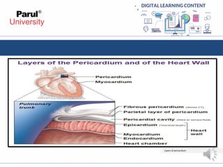 Parietal Layer Of Serous Pericardium
