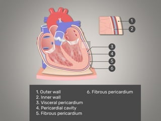 pericardium.pptx