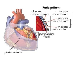 pericardium.pptx