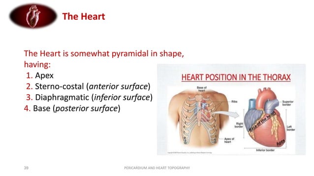 pericardium and heart topography with dr. Ameera Al-Humidi.pptx