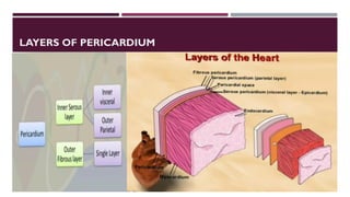 pericardium nd conducting system of heart - Copy.pptx