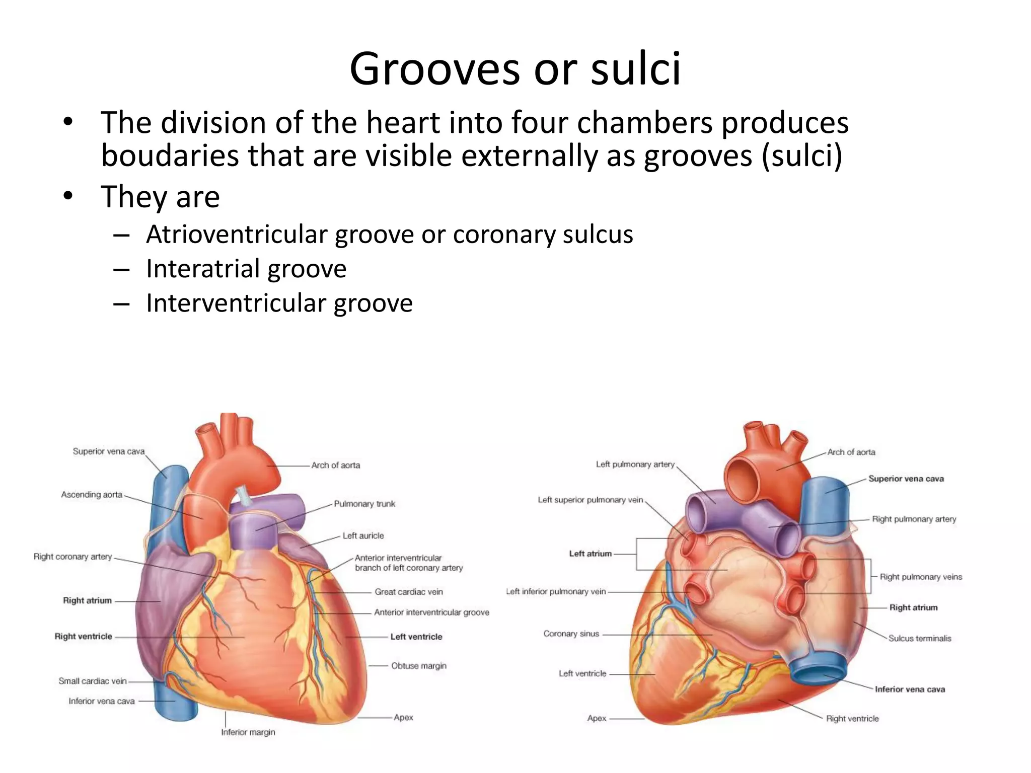 Pericardium and Heart | PDF