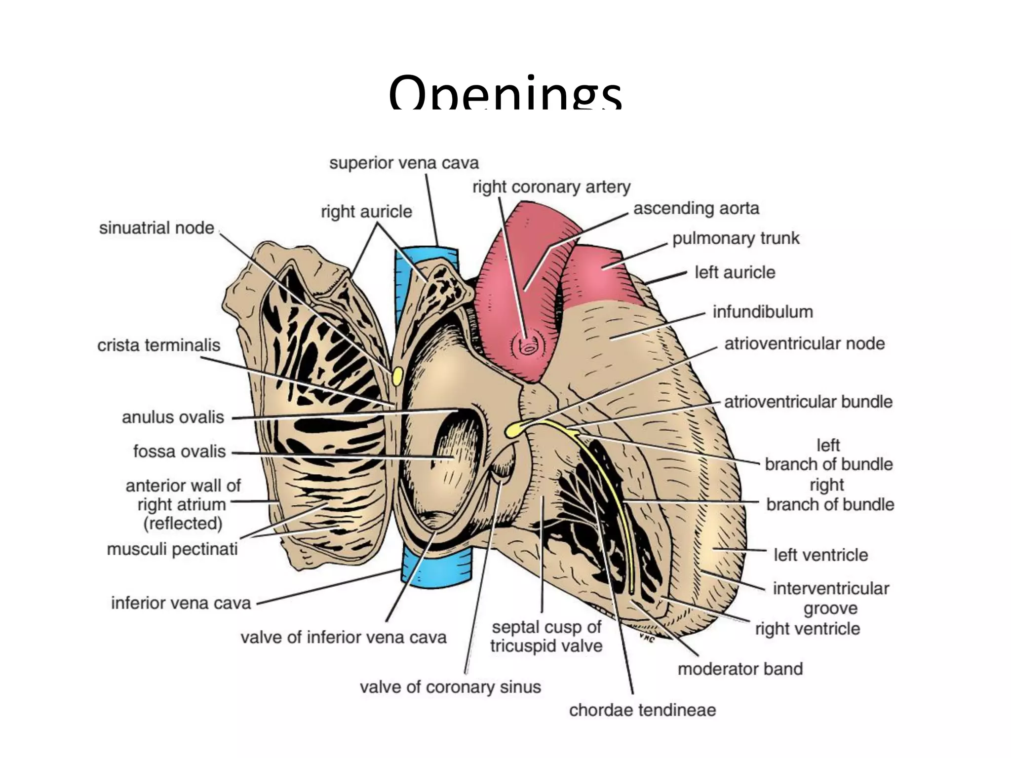 Pericardium and Heart | PDF