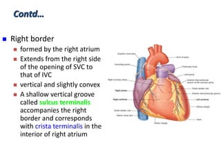 Sulcus Terminalis Right Atrium