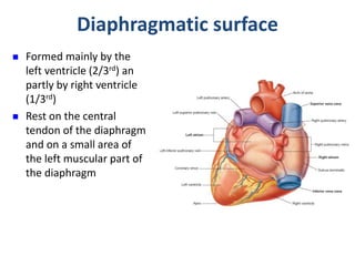 Diaphragmatic Surface Of Heart