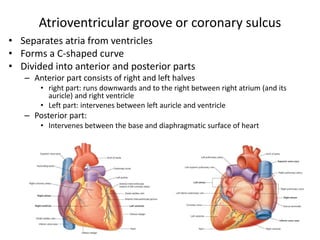 Atrioventricular Groove