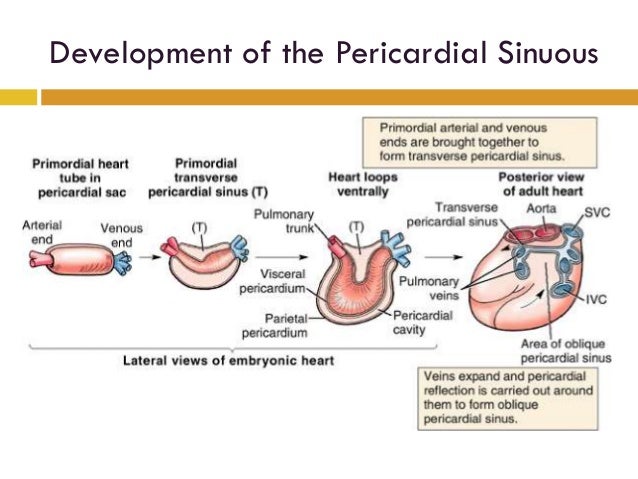 Pericardium Anatomy
