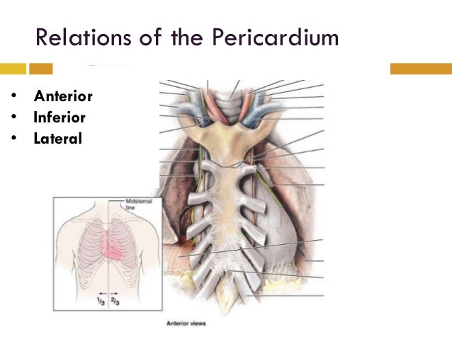 Pericardium Anatomy