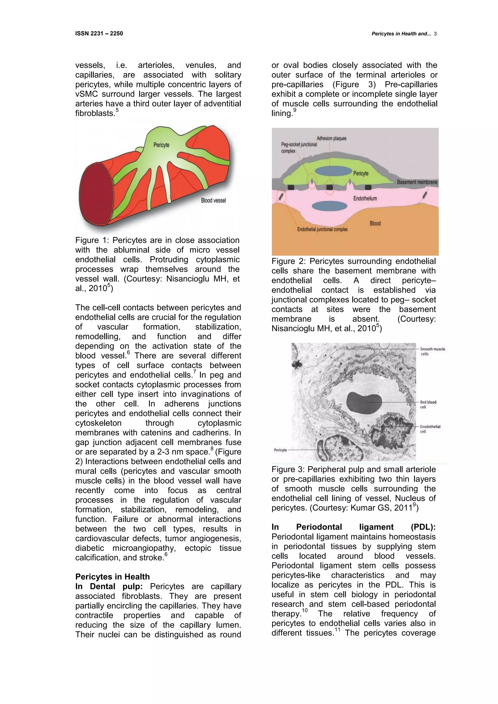 Pericytes in health and disease | PDF