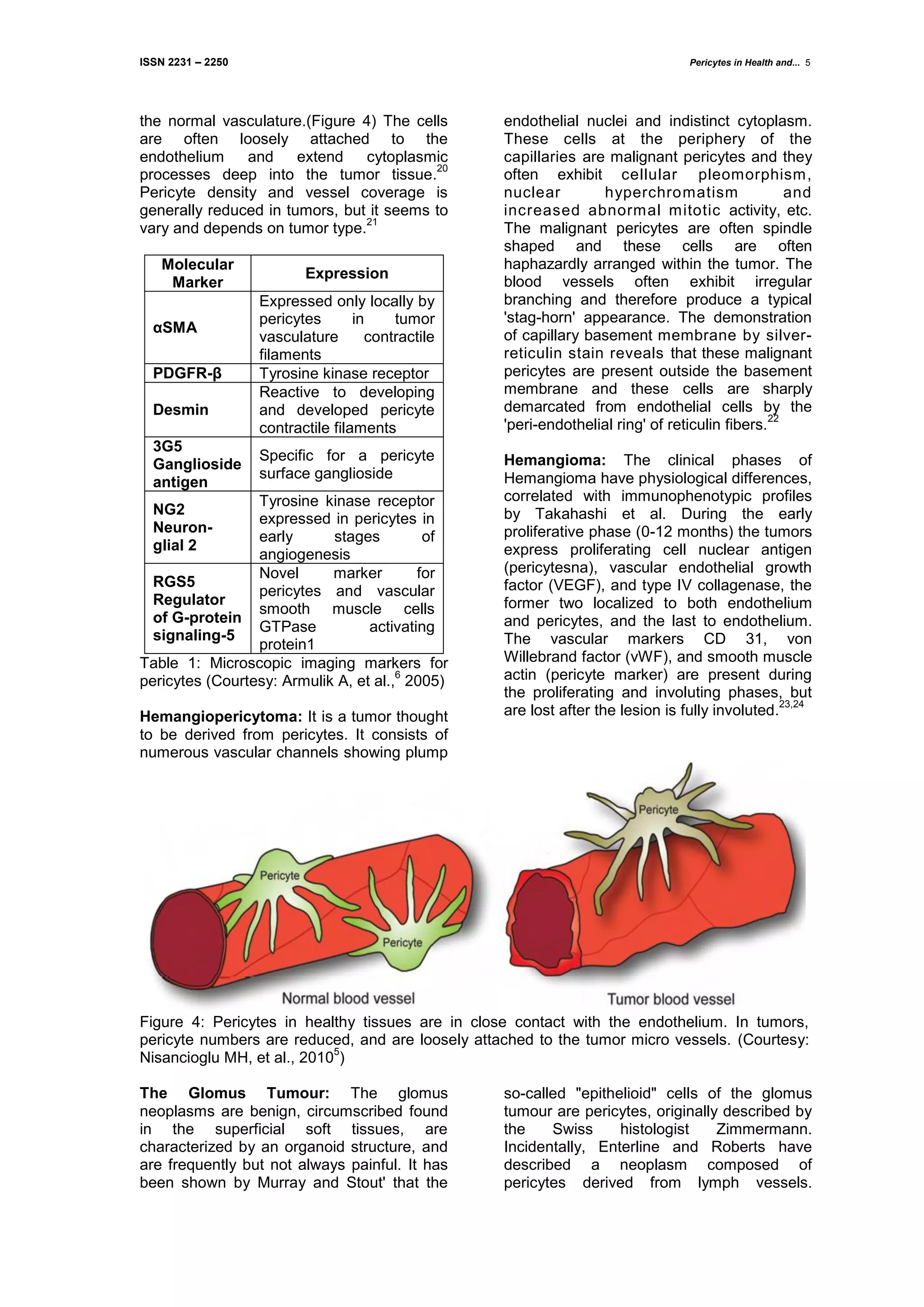 Pericytes in health and disease | PDF