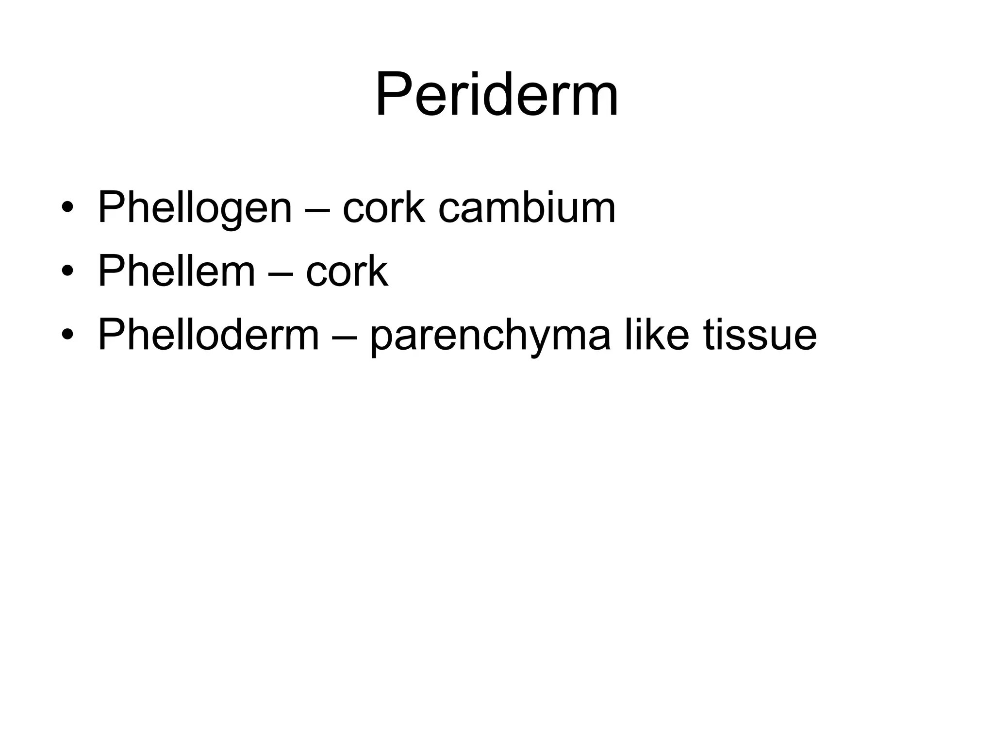 Periderm.ppt