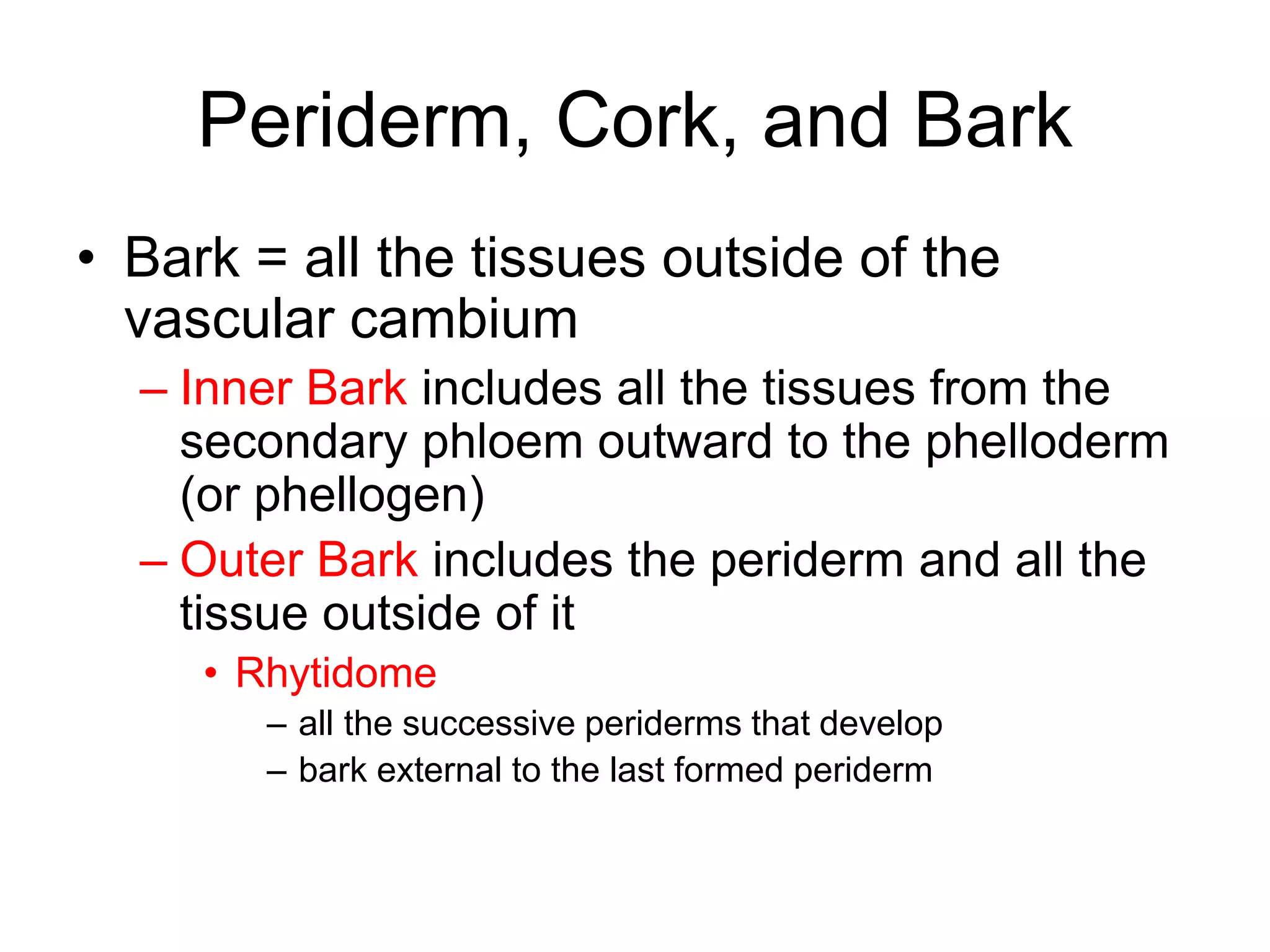 Periderm.ppt