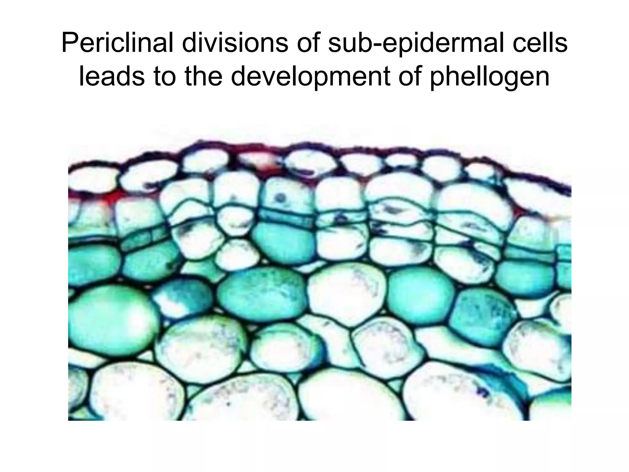 Periderm.ppt
