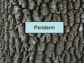 Periderm.ppt