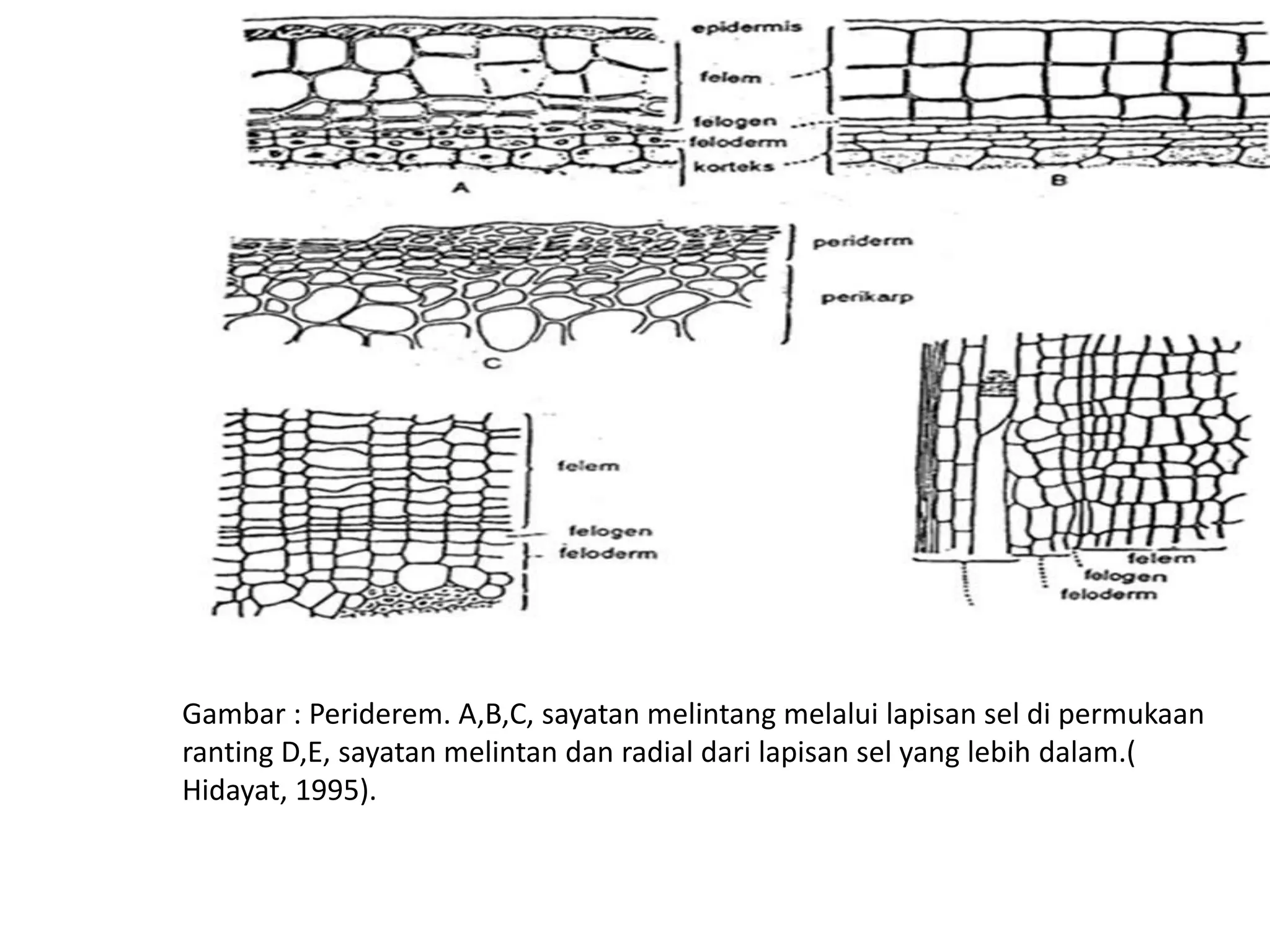 power point materi jaringan periderm pada tumbuhan | PPTX