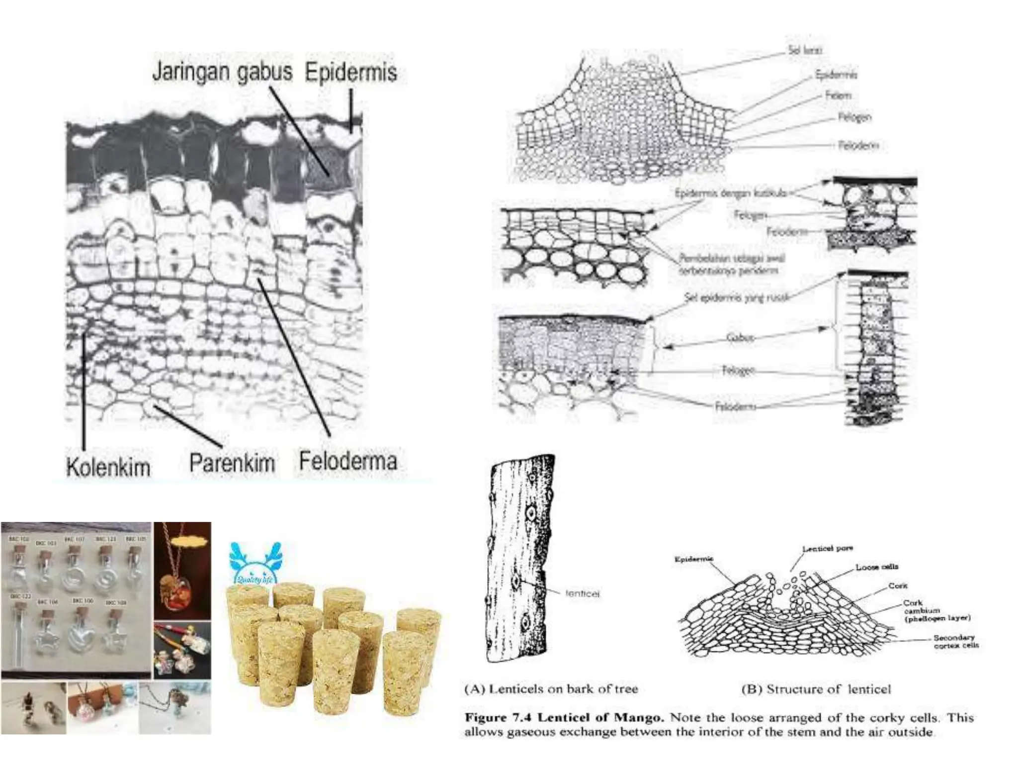 power point materi jaringan periderm pada tumbuhan | PPTX