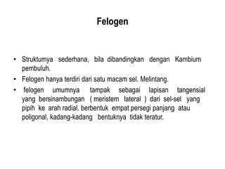 power point materi jaringan periderm pada tumbuhan | PPTX