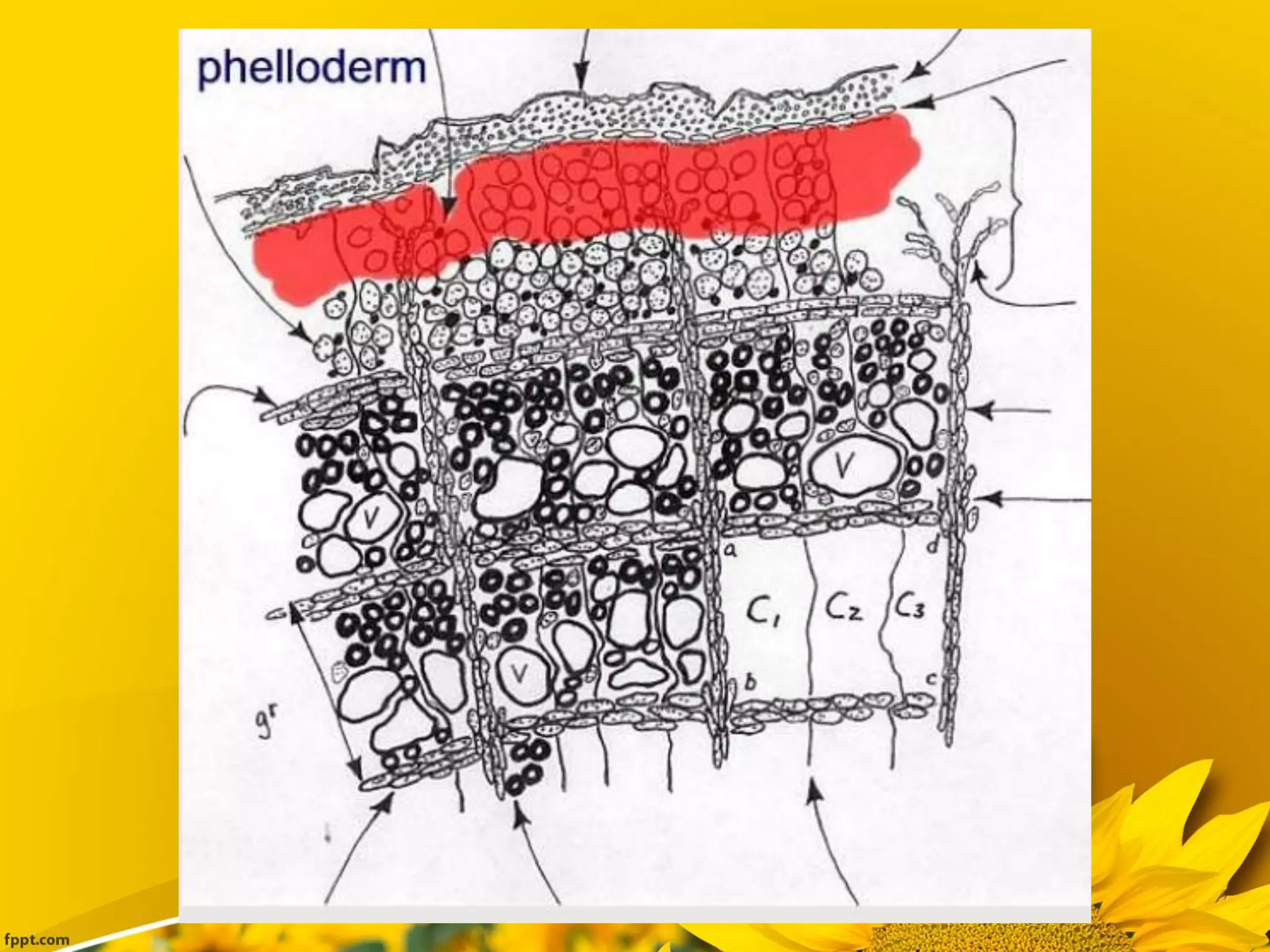 Periderm dan struktur sekresi | PDF