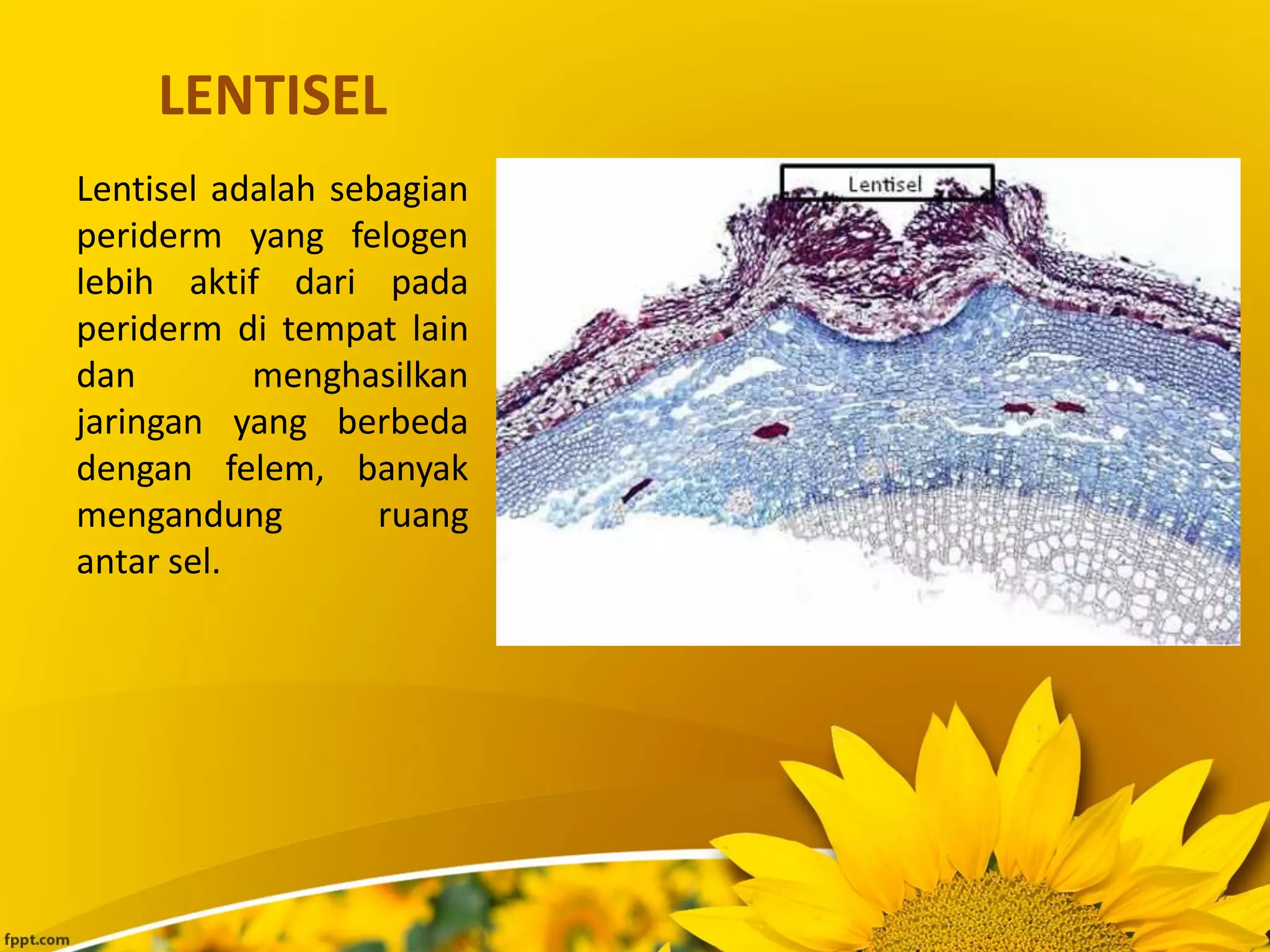 Periderm dan struktur sekresi | PDF