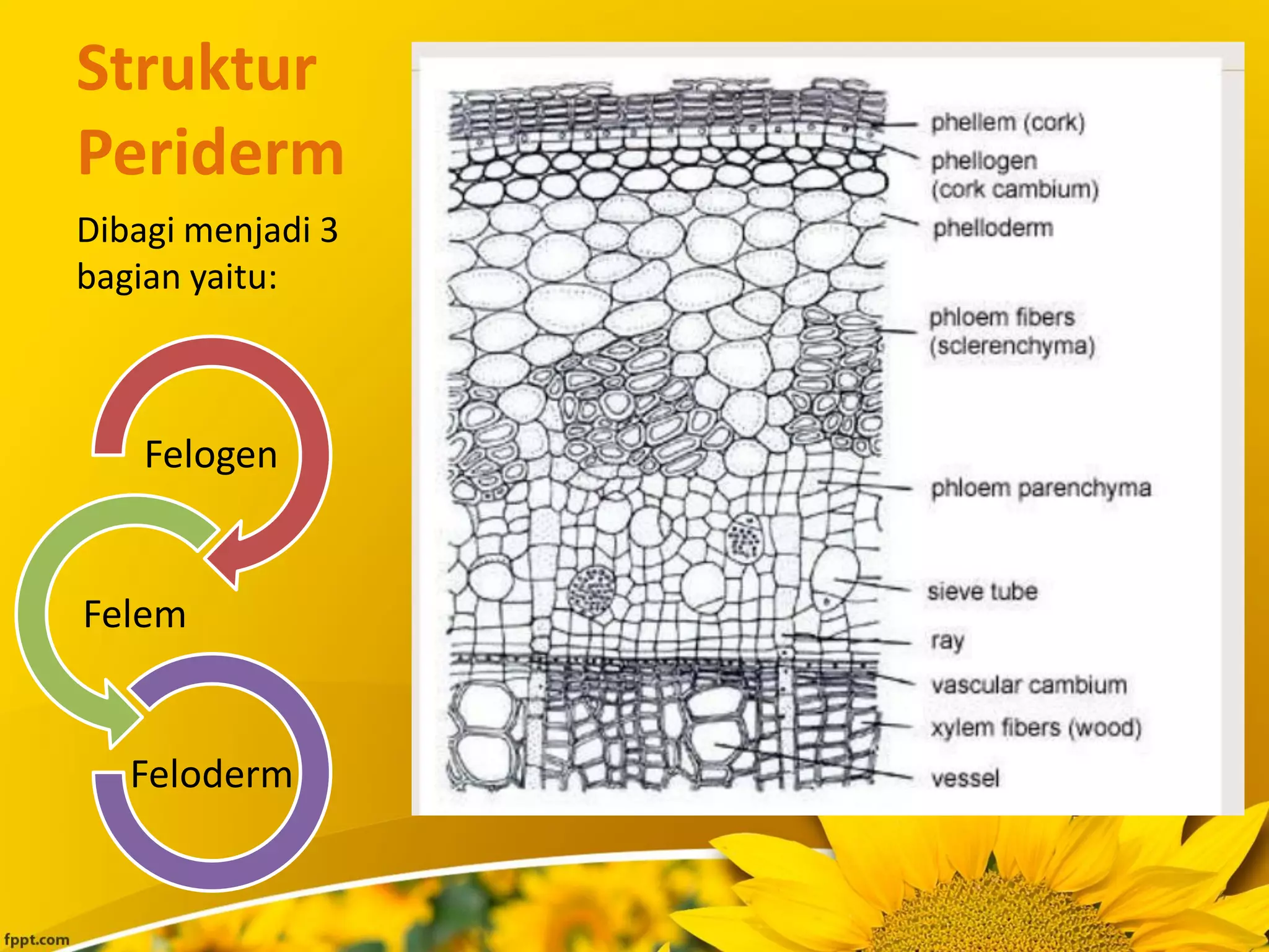 Periderm dan struktur sekresi | PDF