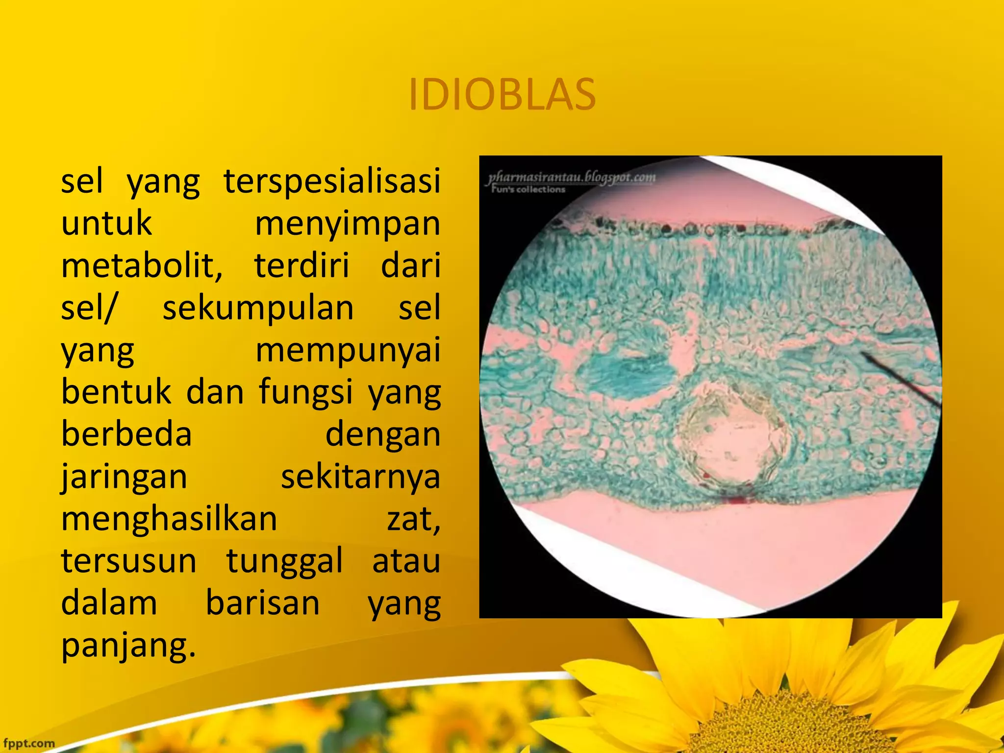Periderm dan struktur sekresi | PDF