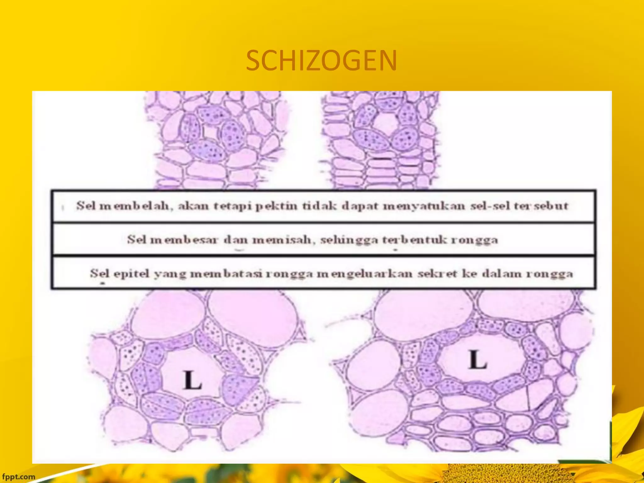 Periderm dan struktur sekresi | PDF