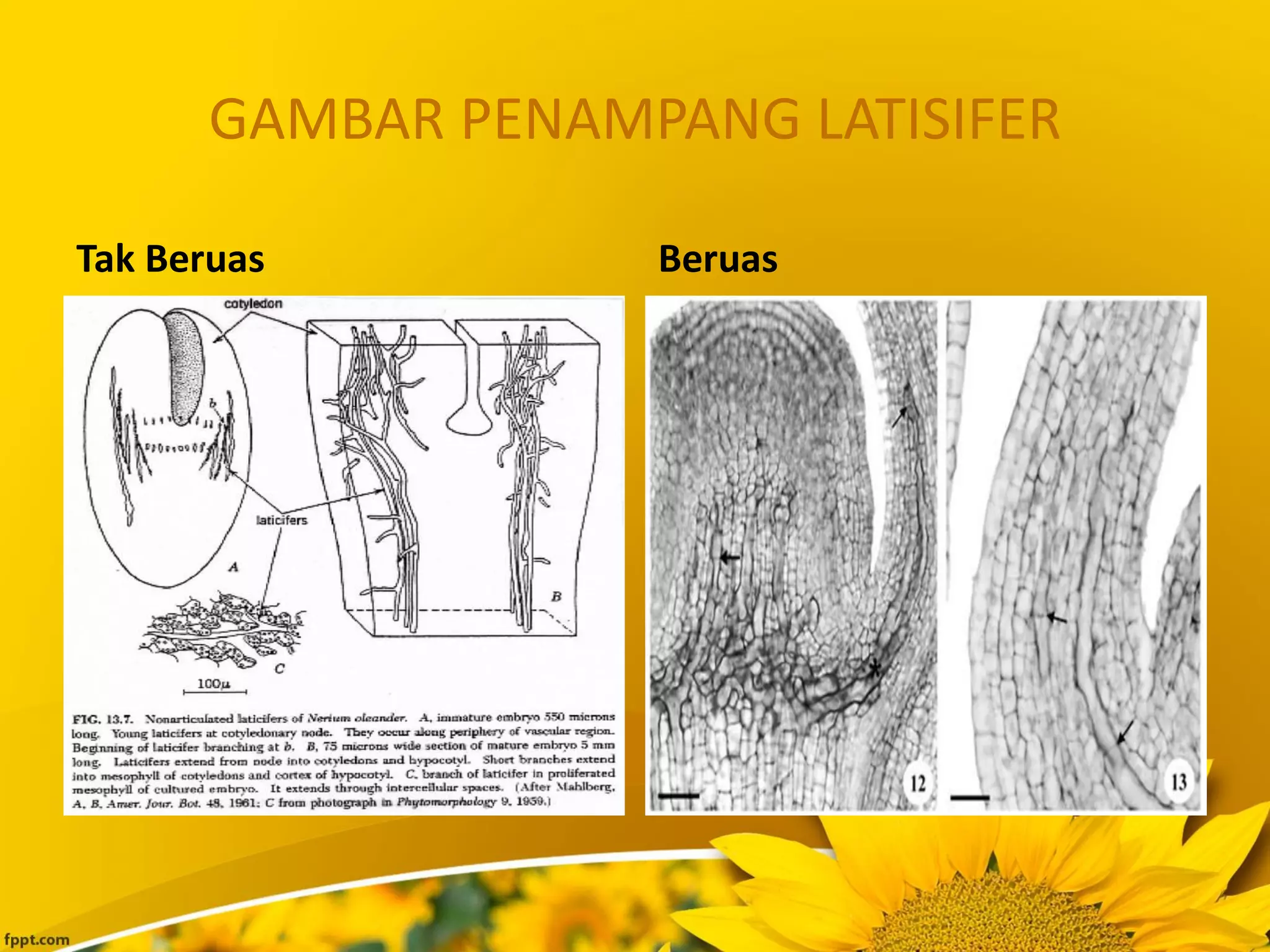 Periderm dan struktur sekresi | PDF