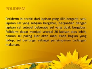 Periderm dan struktur sekresi | PDF