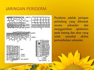 Periderm dan struktur sekresi | PDF