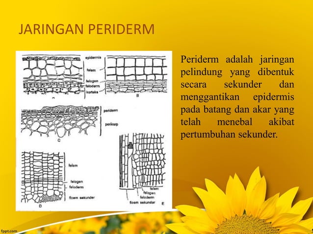 Periderm dan struktur sekresi | PDF