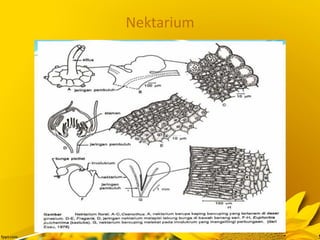 Periderm dan struktur sekresi | PDF
