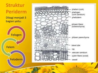 Periderm dan struktur sekresi | PDF