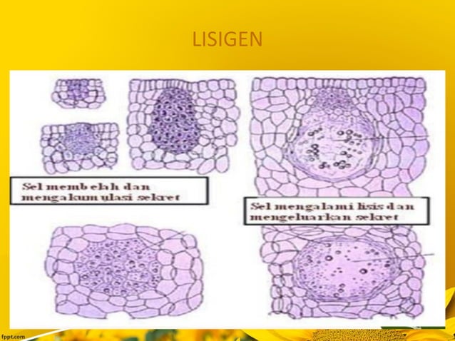 Periderm dan struktur sekresi | PDF