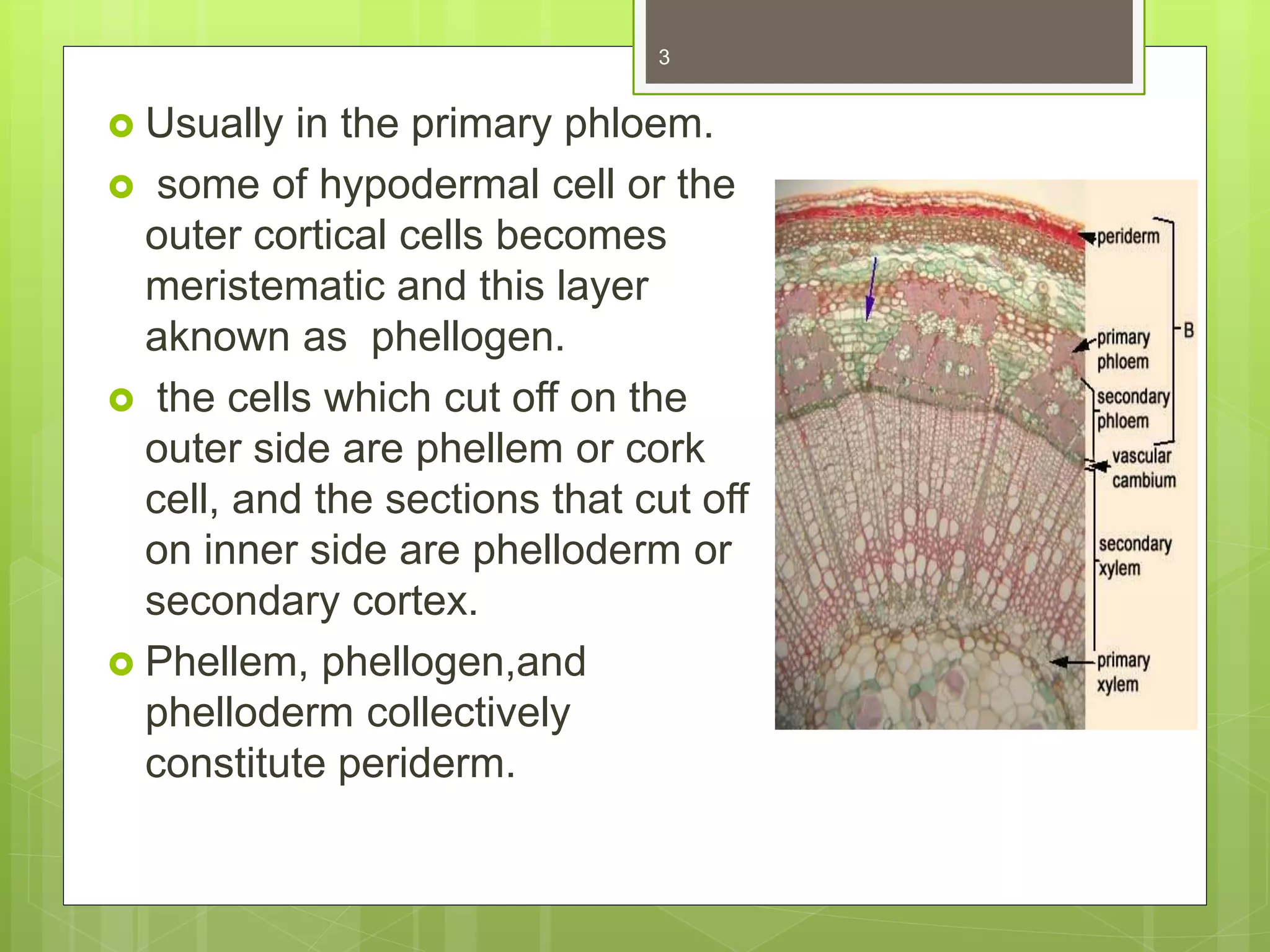 periderm, new 2023.pptx