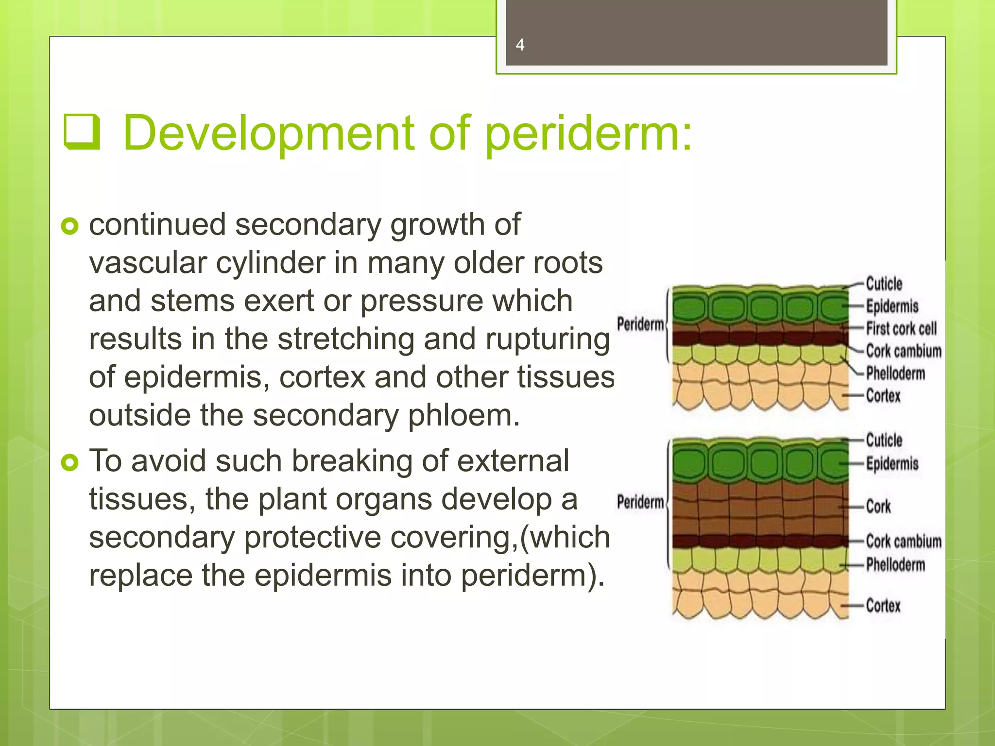 periderm, new 2023.pptx