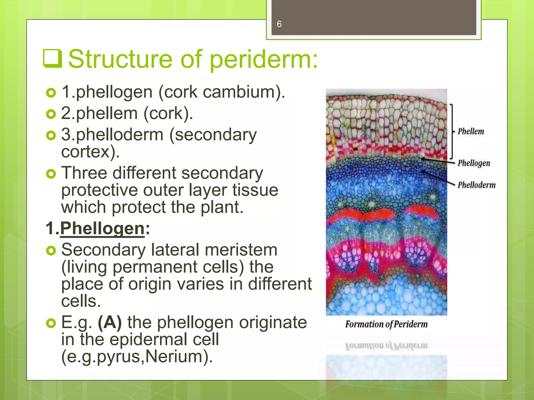 periderm, new 2023.pptx