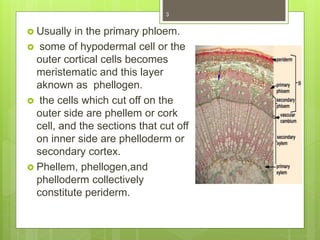 periderm, new 2023.pptx