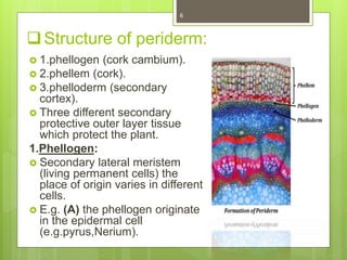 periderm, new 2023.pptx