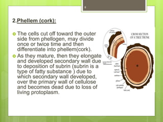 periderm, new 2023.pptx